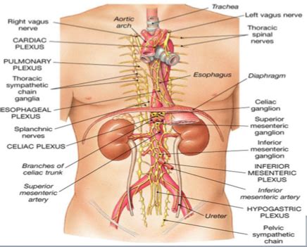 Autonomic Nervous System Flashcards Quizlet