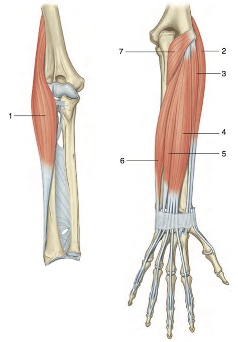Forearm Posterior Muscles Superficial Diagram Quizlet