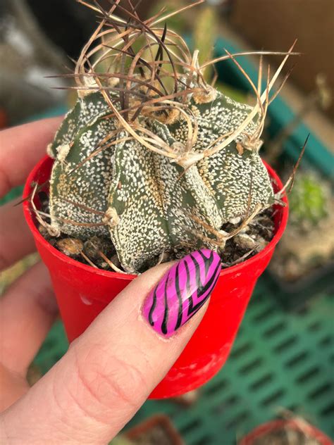 Astrophytum Capricorne V Niveum Aureum Kaktusy Astrophytum