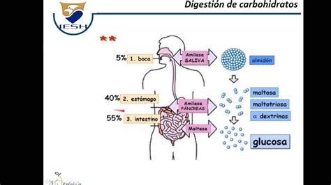 Qué enzimas ayudan a digerir los carbohidratos