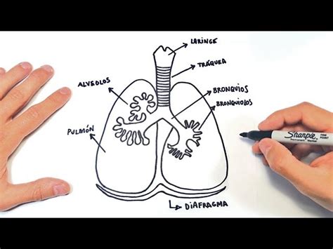 Compartir más de 75 aparato respiratorio para dibujar facil última