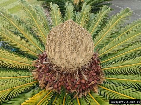 King Sago Palm Cycas Revoluta Japanese Sotetsu Cycad 40 OFF