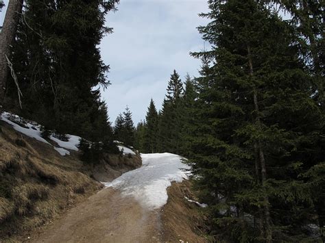 Durch Wald Geht Es Auf Einem Forstweg Hinauf Fotos Hikr Org