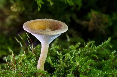 Podstawowe Informacje Na Temat Ysiczki Lancetowatej Stys