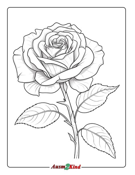 Ausmalbilder Rose 19 Stück Malvorlagen Blumen Kostenlos