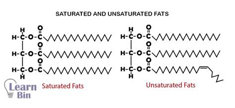 What Are Lipids A Scientific Discussion Learnbin