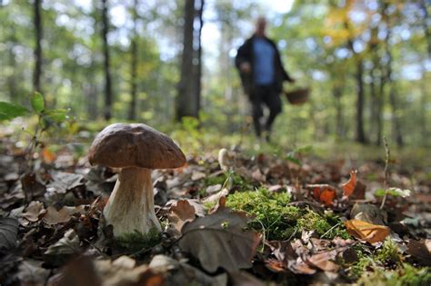 Les champignons sont arrivés dans les forêts d Eure et Loir