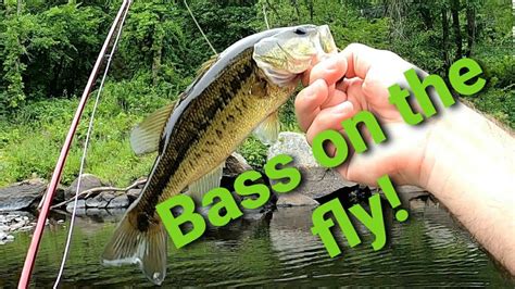 Bass On The Fly Rod Streamer Fly Fishing YouTube