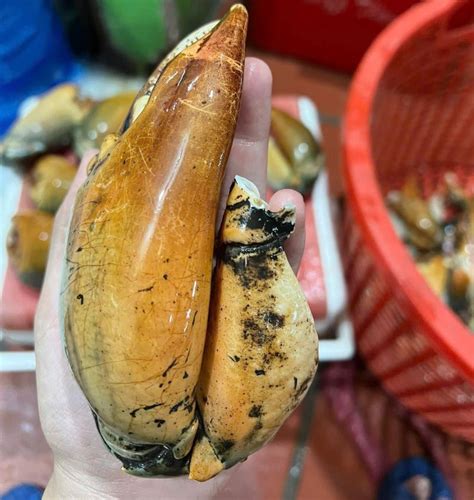 CÀNG CUA TƯƠI SIZE CỒ Hải Sản Ngô Sự