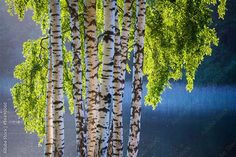 Fototapeta Drzewa Natura Woda Lato Park Dekowizja Pl