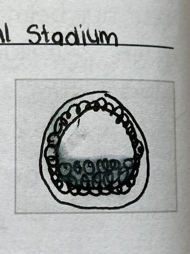 Entwicklung Des Menschlichen Embryos Karteikarten Quizlet