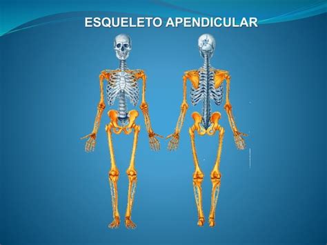Clasificacion De Los Huesos Esqueleto Axial Apendicular Y Craneo