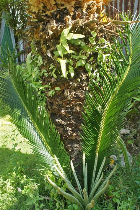 Cycas Revoluta Cycadaceae Image 75034 At PhytoImages Siu Edu