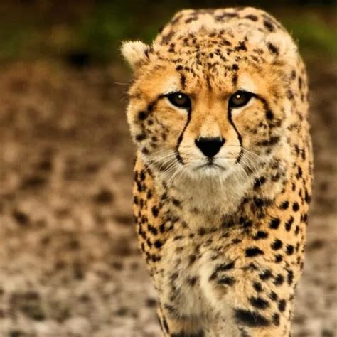 Os Animais Mais R Pidos Do Mundo Descubra Os