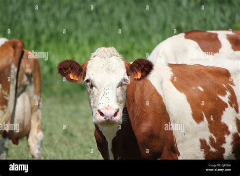 Cow Looking At The Photographer Stock Photo Alamy