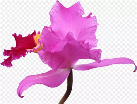 Png Png