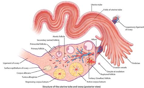 Ovary Diagram Quizlet