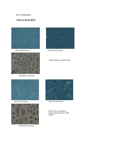 Proceso de Evaluación Biológica Ensayos de Biocompatibilidad PDF