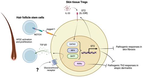 Frontiers Regulatory T Cells In Peripheral Tissue Tolerance And Diseases
