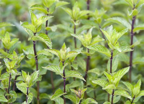 Menthe poivrée Découvrez ses bienfaits pour votre bien être