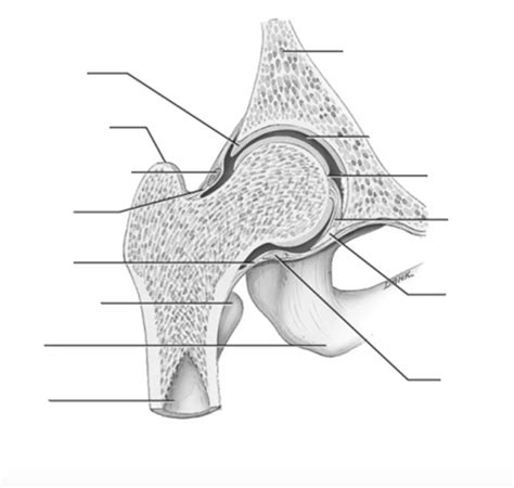 Coronal Section Of The Hip Joint Frontal Section Diagram Labelling