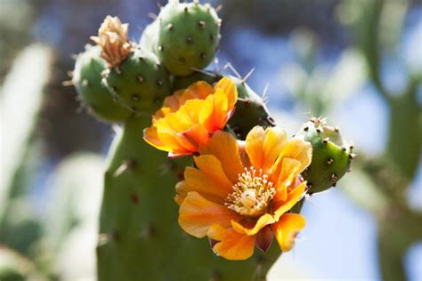Biopharmaceutical Applications Of Opuntia Ficus Indica