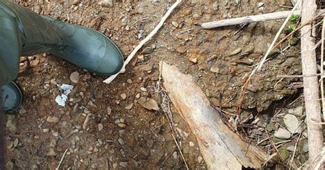 Sensacyjne odkrycie w Małopolsce Jest potwierdzenie że to mamut RMF 24