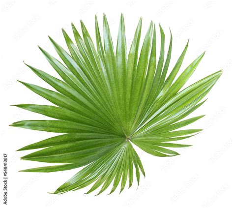 Tropical Nature Green Fan Palm Leaf On Transparent Background Png File