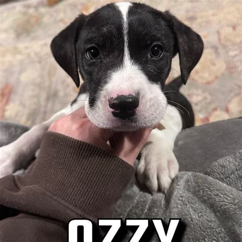Adopt Ozzy Today Pets Thecountyoffice