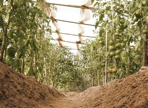 Guía imprescindible del cultivo del tomate PortalFruticola