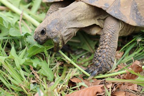 Nourriture Alimentation De La Tortue De Terre Conseils