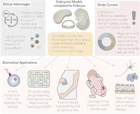 Figure From Biomedical And Societal Impacts Of In Vitro Embryo Models