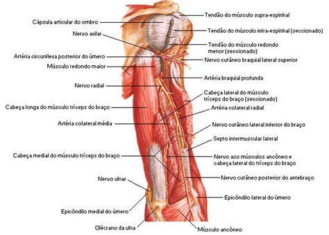 Todo sobre el músculo tríceps braquial origen inserción y función