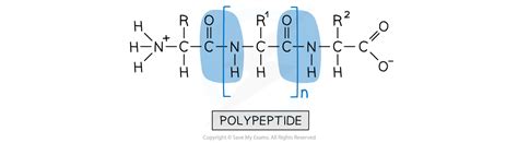 CIE A Level Chemistry复习笔记7 6 10 Peptide Bonds 翰林国际教育