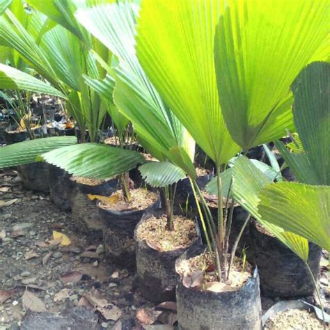 Jual Bibit Tanaman Hias Palem Kipas Palem Kol Harga Murah Shopee