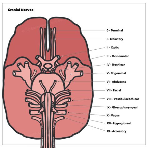 Figure Cranial Nerves Terminal Olfactory Optic StatPearls