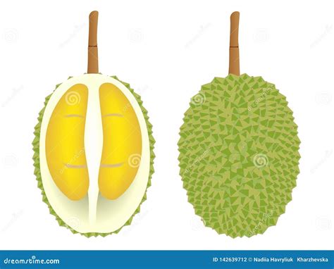 Whole And Half Durian Fruit Isolated On White Background Stock Vector