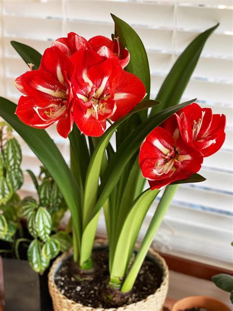 Tropical Flowers To Grow Indoors And Make Your Home