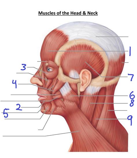 Muscles Of The Head Neck Lateral View Diagram Quizlet