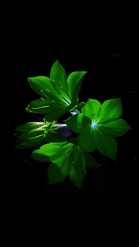Lime Green Flower Wallpapers