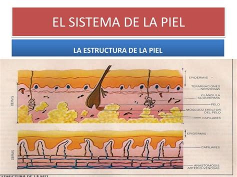 Sentido Del Tacto Piel PPT