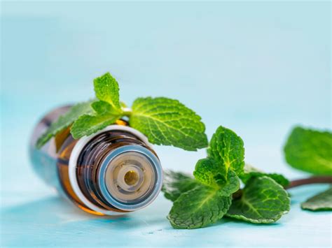 Quels sont les bienfaits santé de l HE de menthe poivrée Magazine