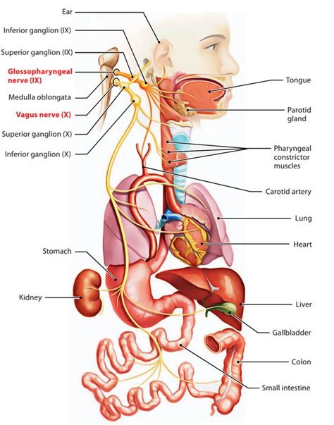Easy Notes On Cranial Nerveslearn In Just Minutes Earth S Lab