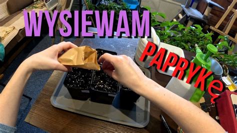Zimowy wysiew papryki Kiedy siać paprykę Papryka z nasion YouTube