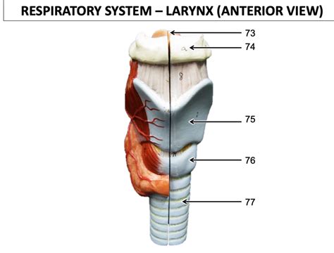 Larynx Anterior View Diagram Quizlet