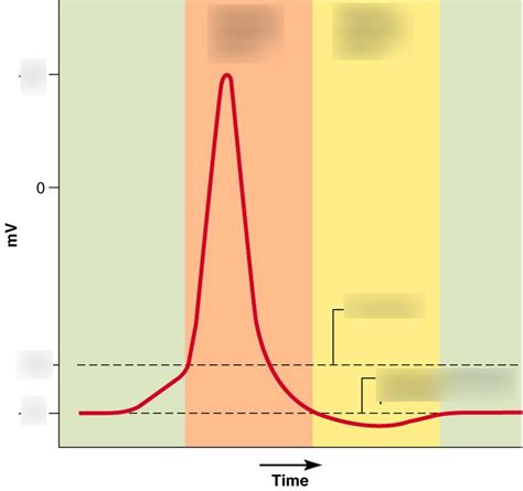 Chapter Lecture Shows An Action Potential Diagram Quizlet