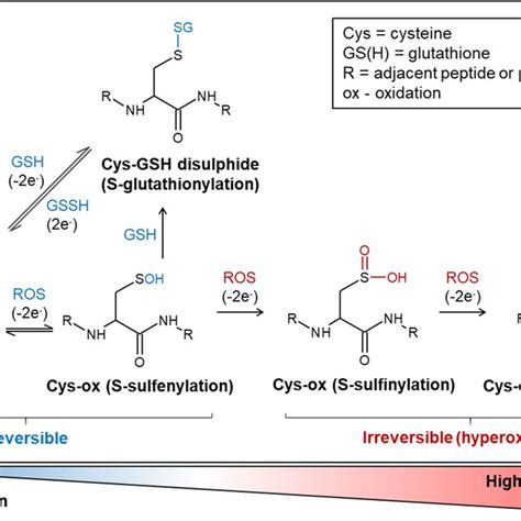 Redox Mediated Post Translational Cysteine Modifications Cysteine