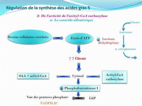 PPT METABOLISME DES ACIDES GRAS PowerPoint Presentation Free