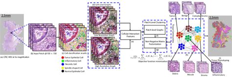 schematic illustration of the semantic segmentation or tissue download scientific diagram