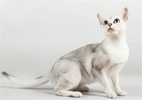 Gato Burmilla Descripción Hábitat Dieta y Datos